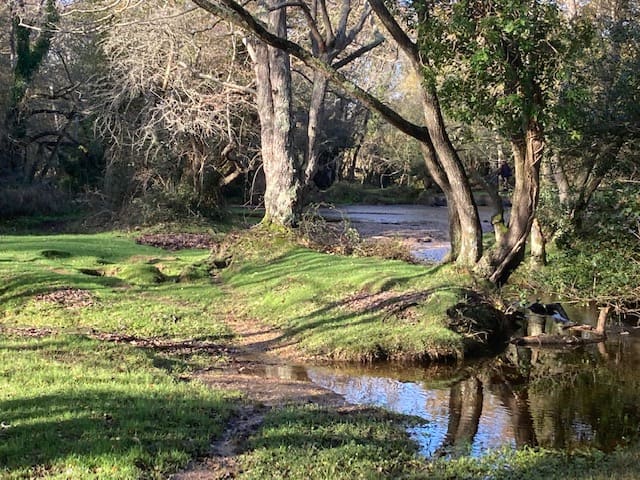 New Forest Walks – Barton on Sea Probus Club